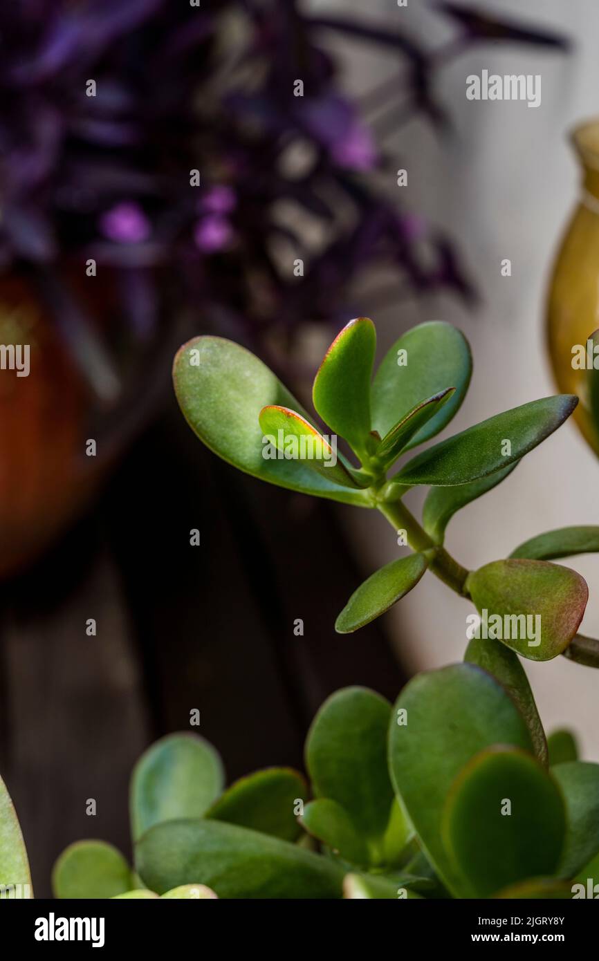 Jade tree branches on a terrace with other plants Stock Photo - Alamy