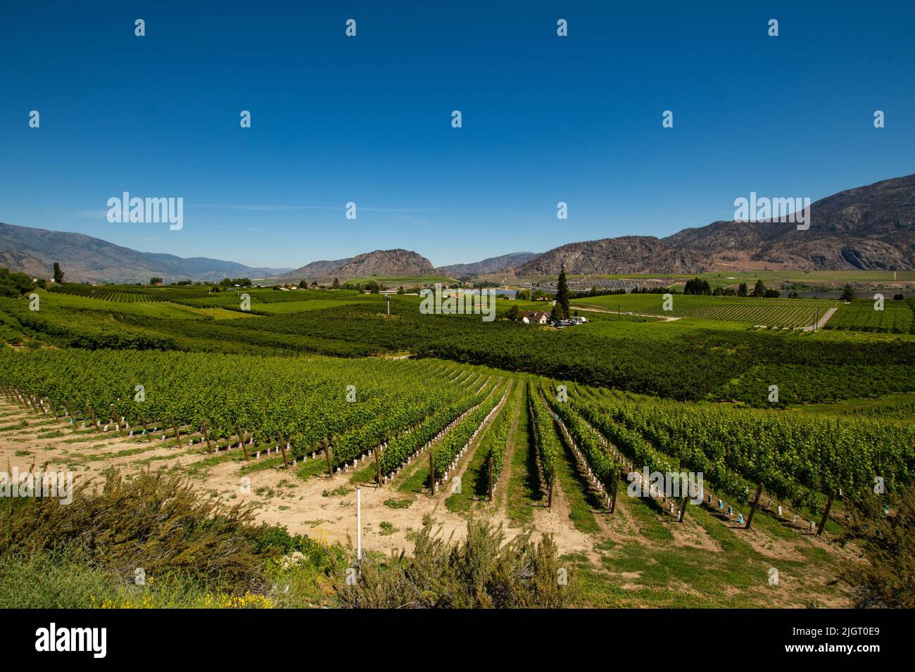 Osoyoos orchard hi-res stock photography and images - Alamy