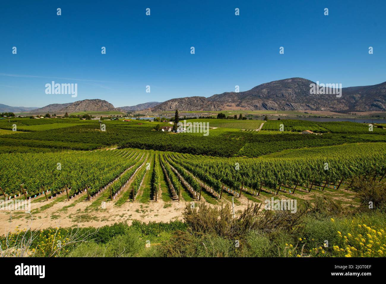 British agriculture fruit hi-res stock photography and images - Alamy