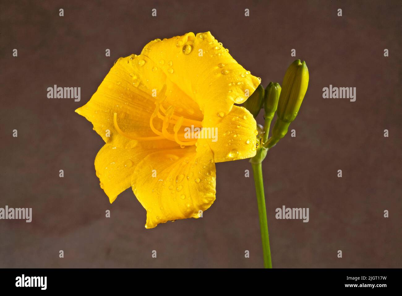 Portrait of a yellow day lily, Hemerocallis lilioasphodelus, growing in ...