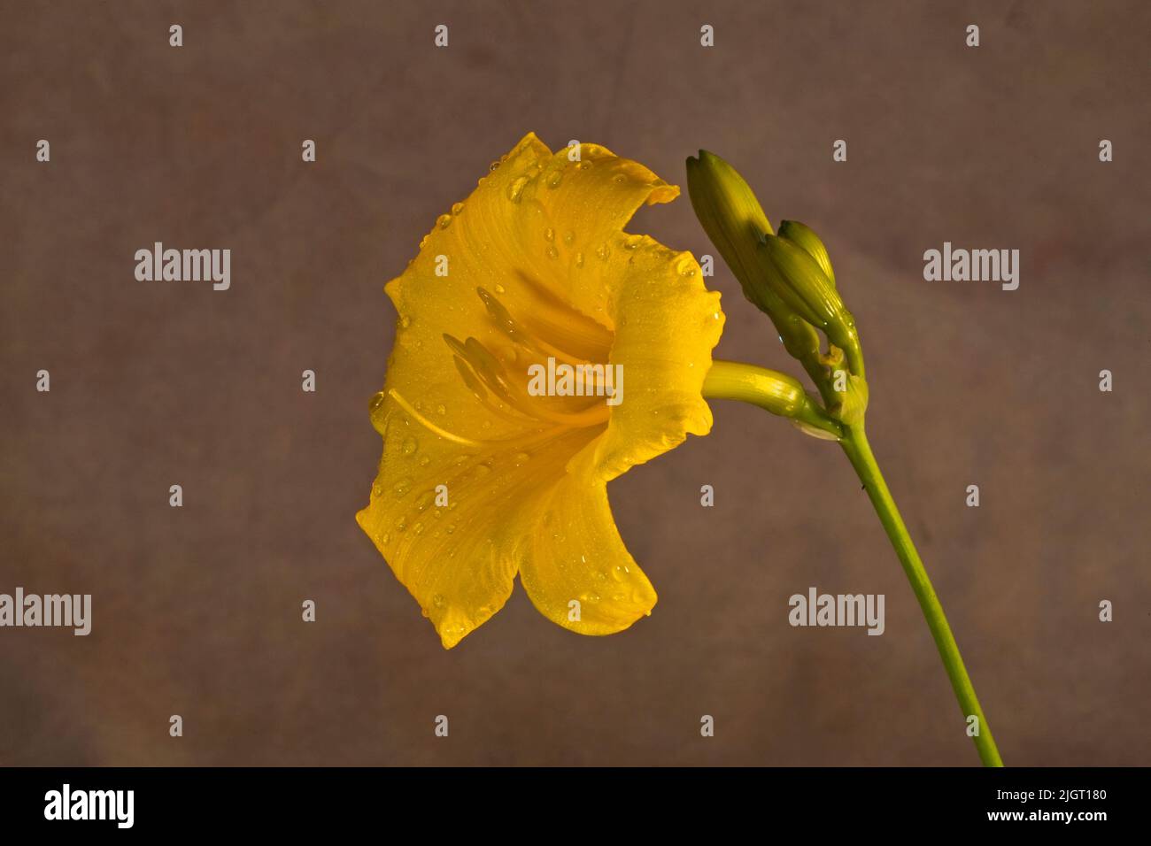 Portrait of a yellow day lily, Hemerocallis lilioasphodelus, growing in ...