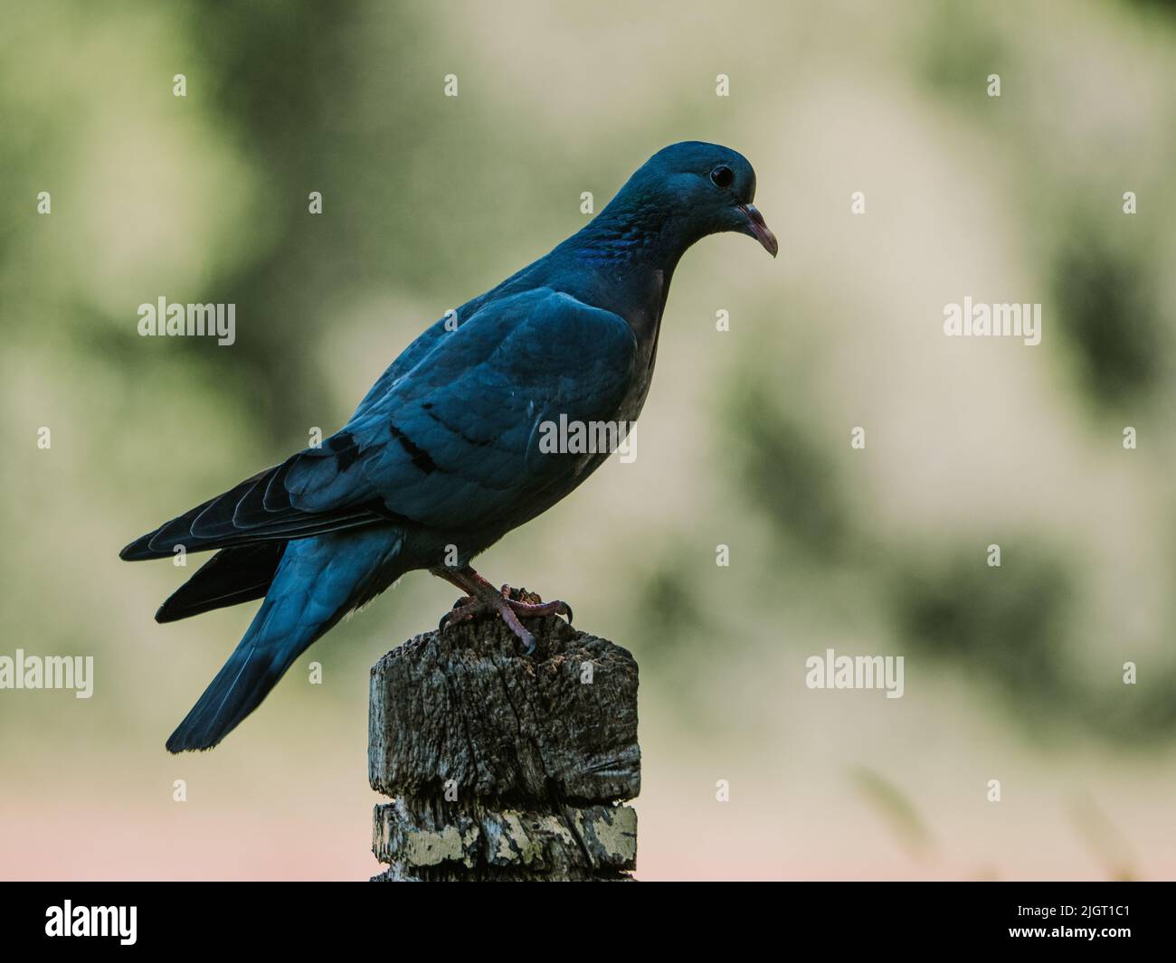 Stock Dove on a post Stock Photo - Alamy