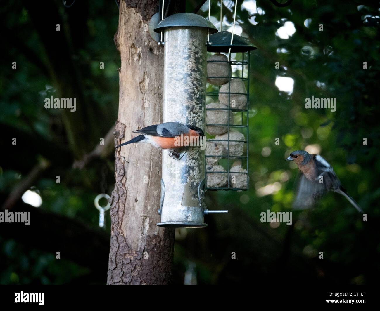 Woodpecker on fat feeder hi-res stock photography and images - Alamy
