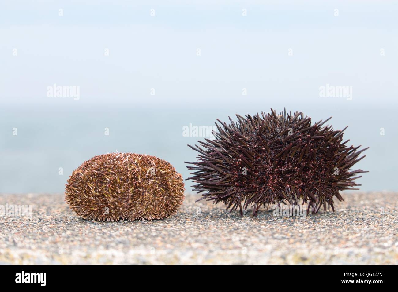 Hokkaido bafun uni and murasaki uni sea urchin shells on a concrete ...