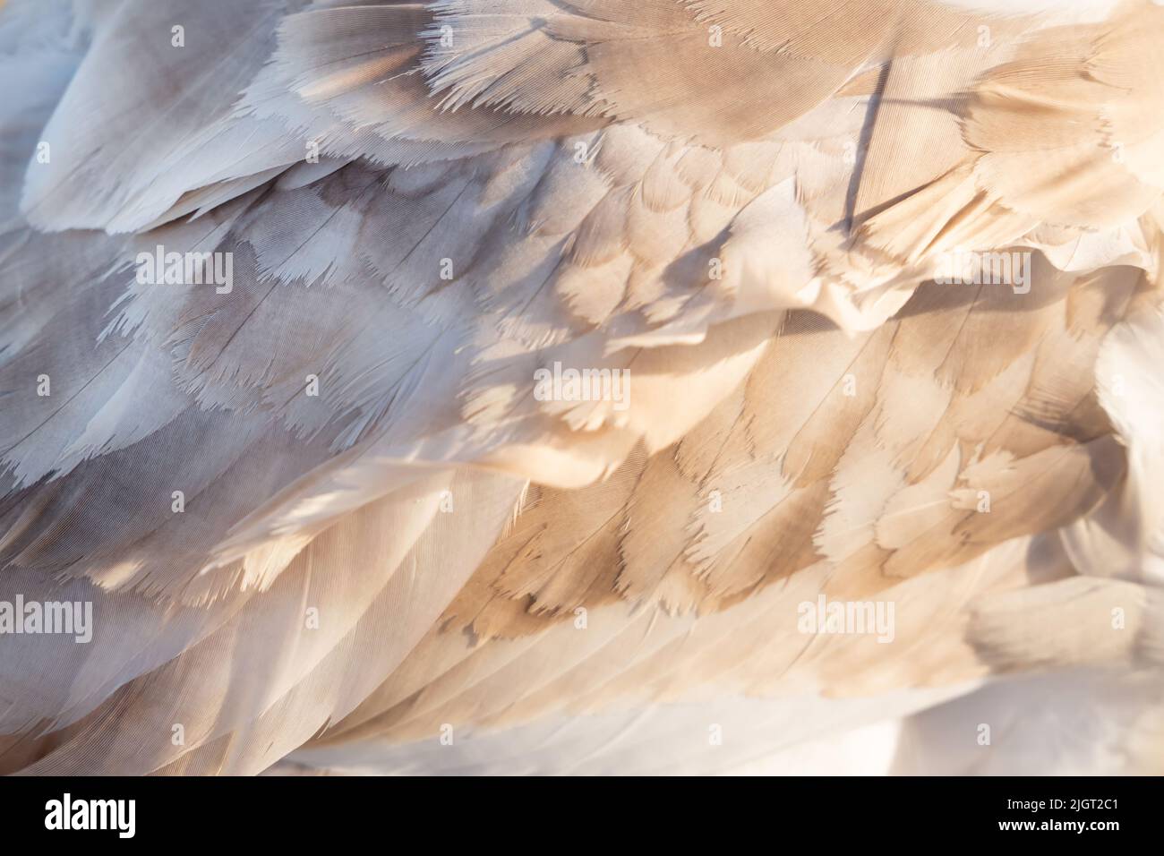 swan feathers as a texture top view Stock Photo - Alamy