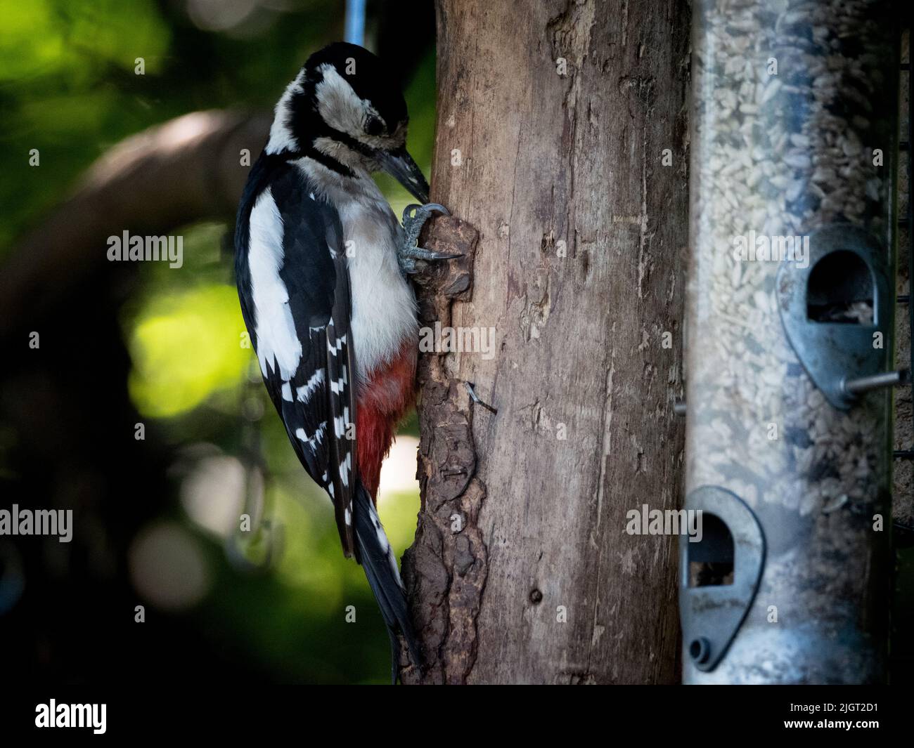 Great spotted woodpecker Stock Photo - Alamy