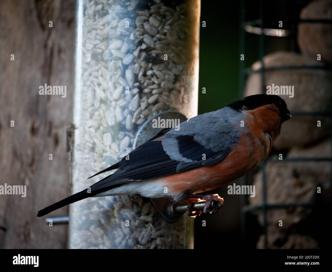 Fat feeders hi-res stock photography and images - Alamy