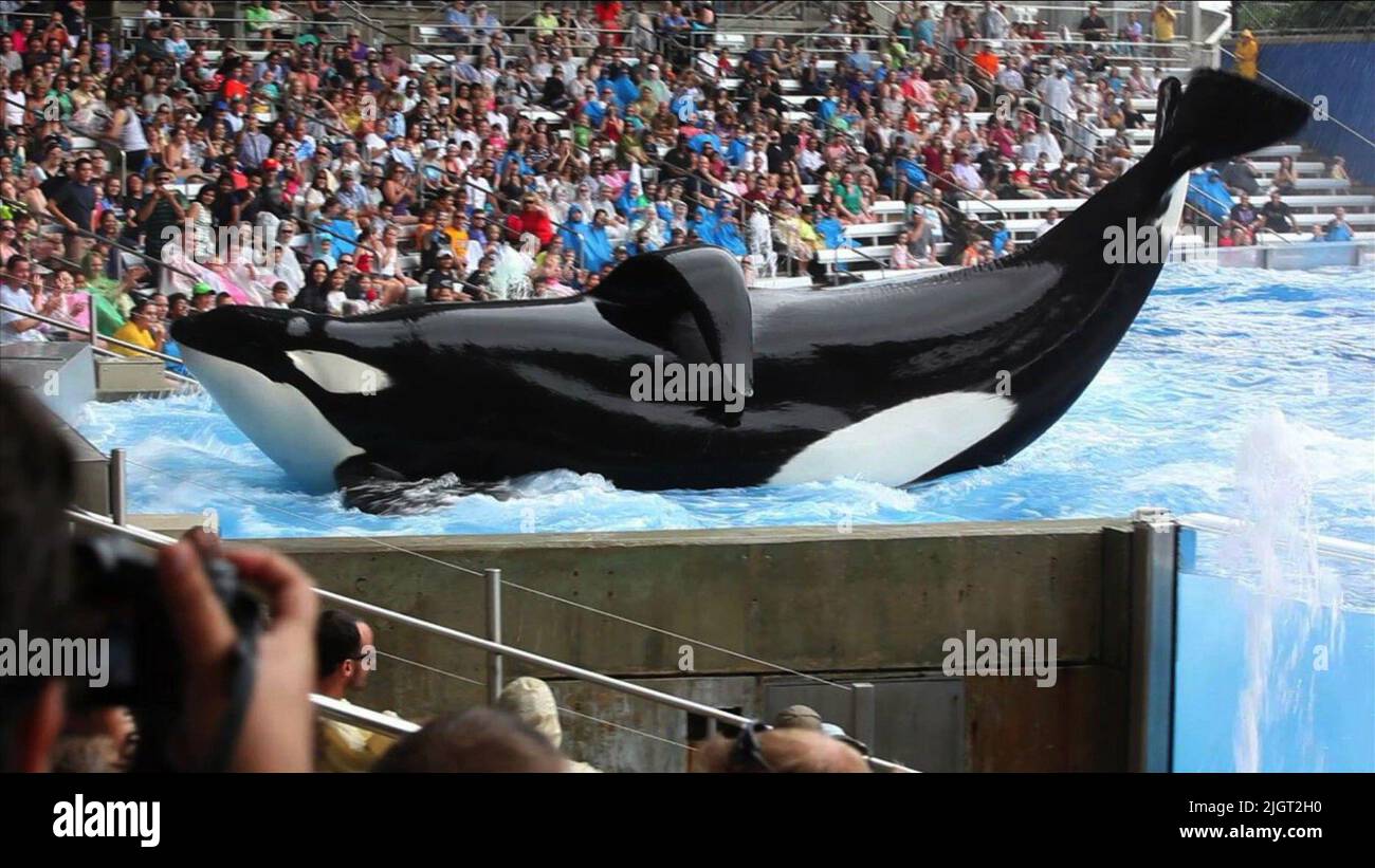 Tilikum the killer whale hi-res stock photography and images - Alamy