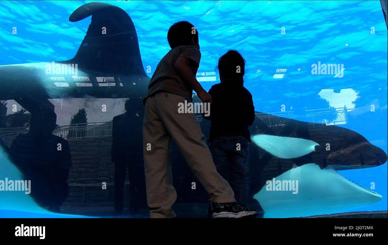 Blackfish Documentary Dawn