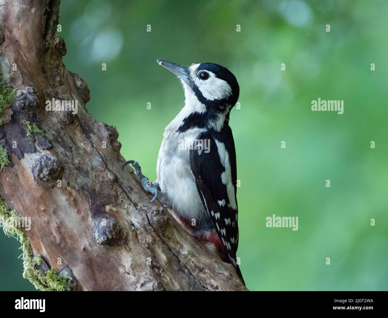 Great Spotted Woodpecker Stock Photo - Alamy