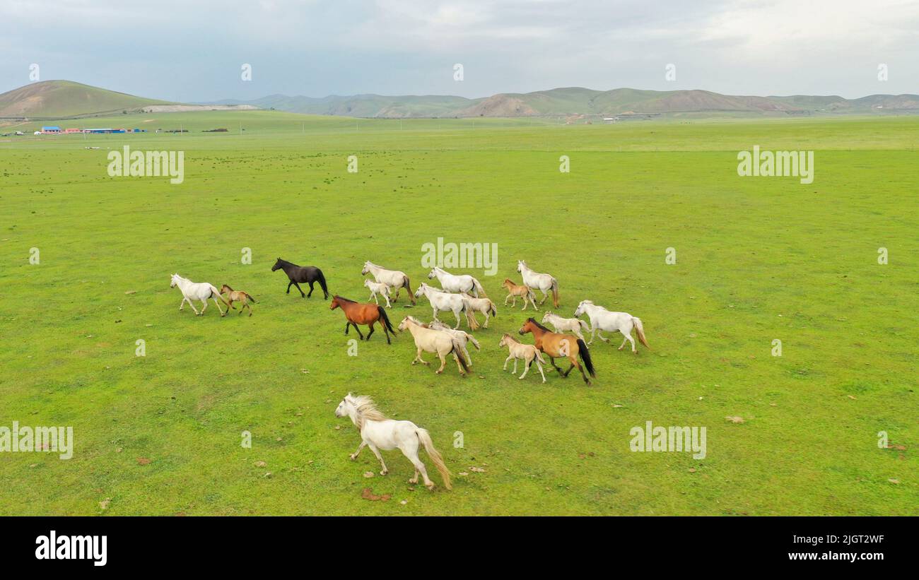 XILINGOL LEAGUE, CHINA - JULY 12, 2022 - Horses run freely on the ...