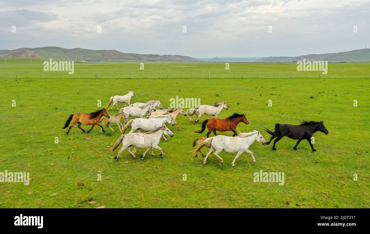 XILINGOL LEAGUE, CHINA - JULY 12, 2022 - Horses run freely on the ...