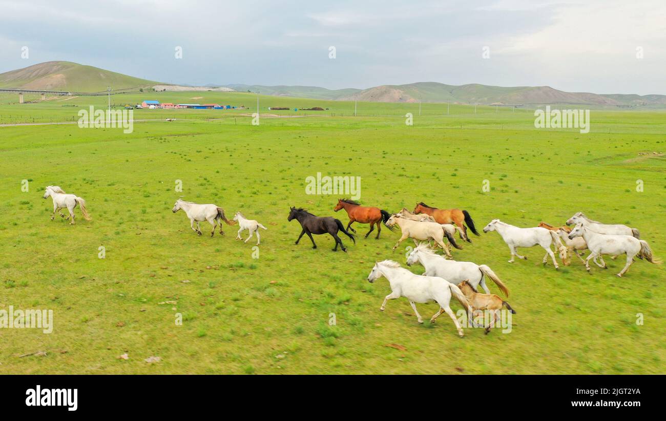 XILINGOL LEAGUE, CHINA - JULY 12, 2022 - Horses run freely on the ...