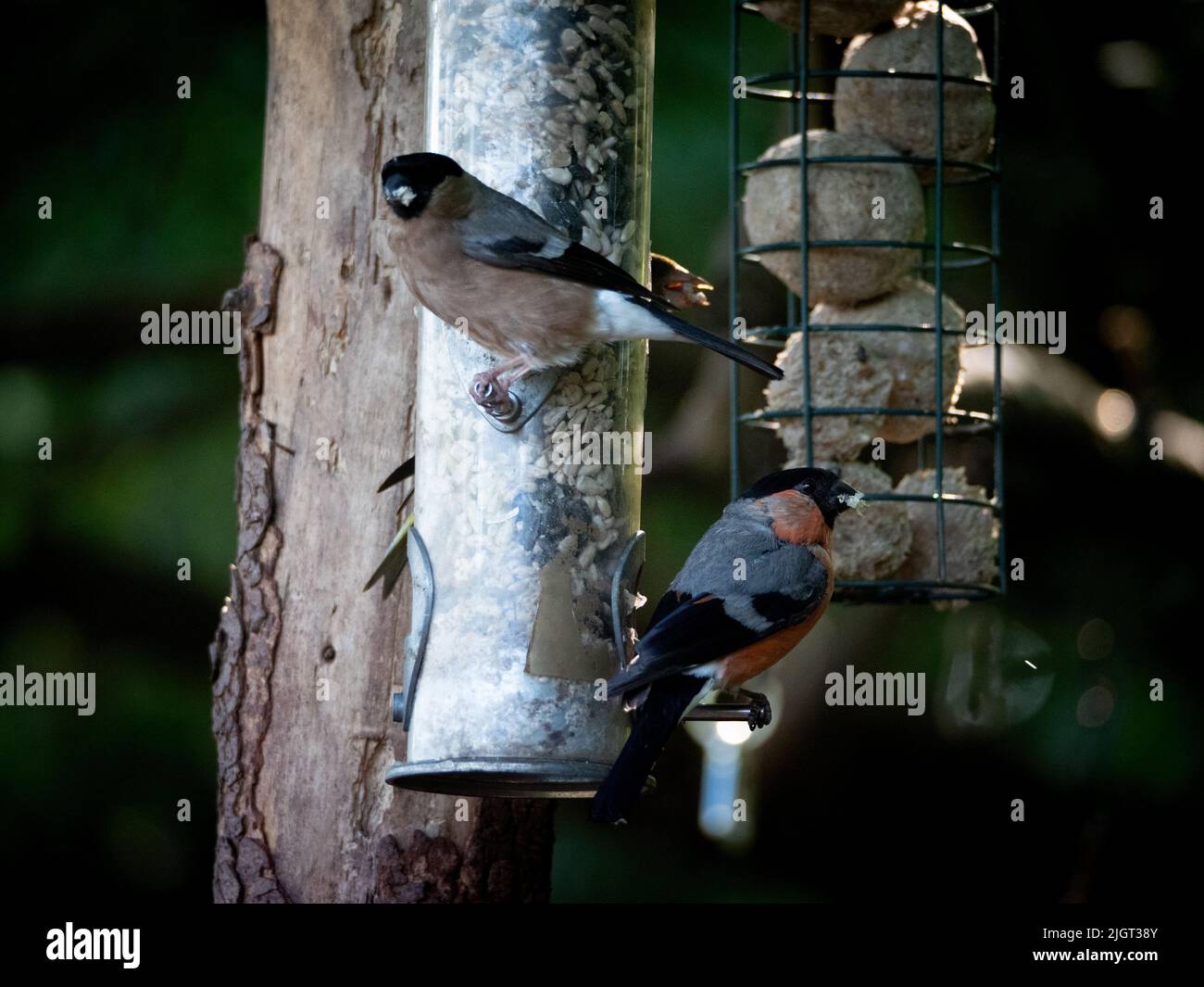 Fat feeders hi-res stock photography and images - Alamy
