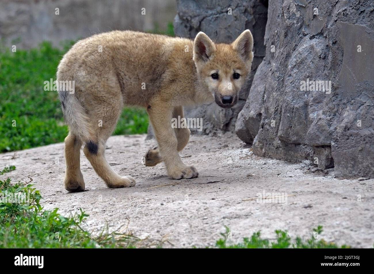 VINNYTSIA, UKRAINE - JULY 07, 2022 - An Arctic wolf pup is seen at the ...