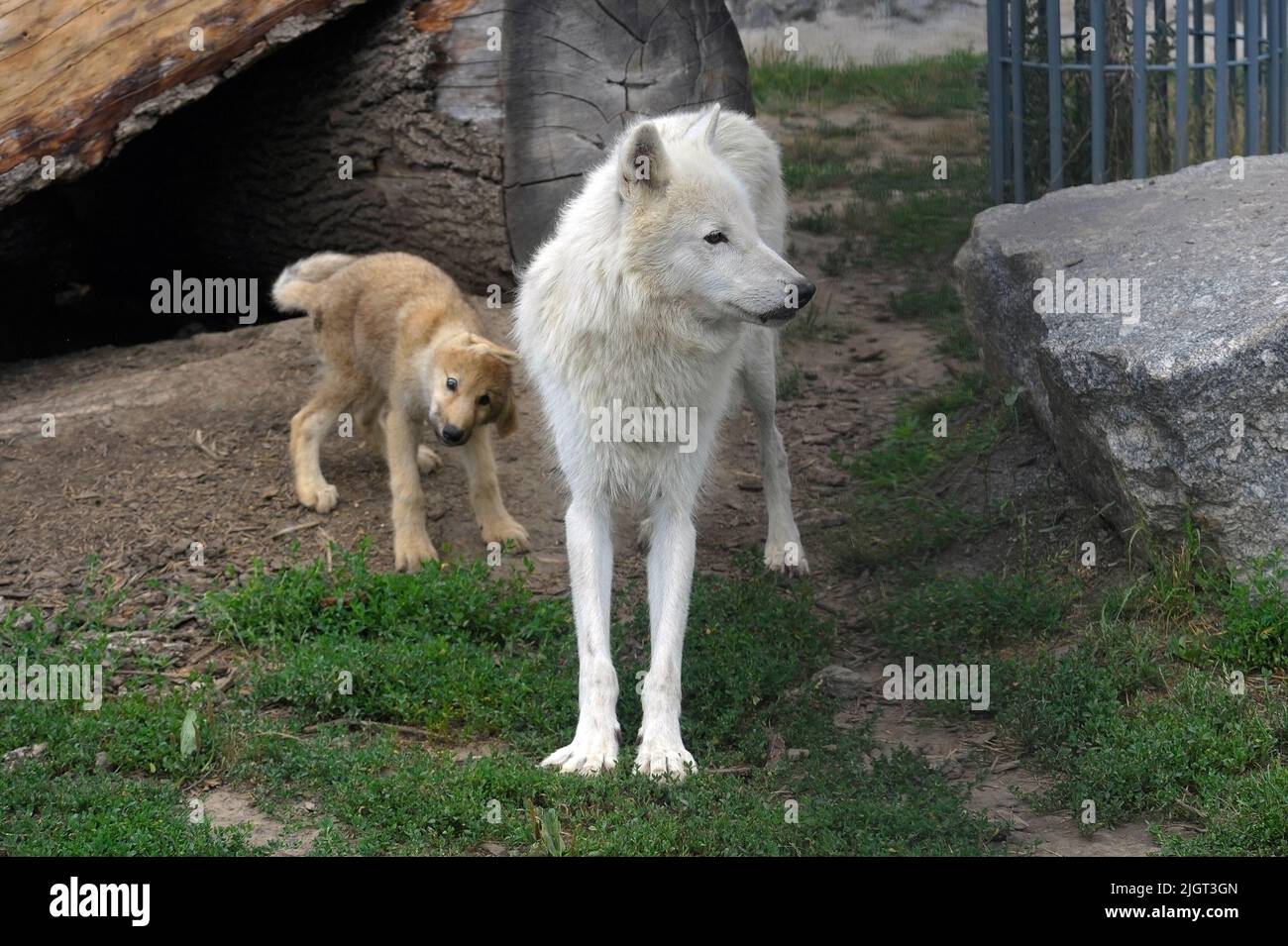 VINNYTSIA, UKRAINE - JULY 07, 2022 - An Arctic wolf is seen with their ...