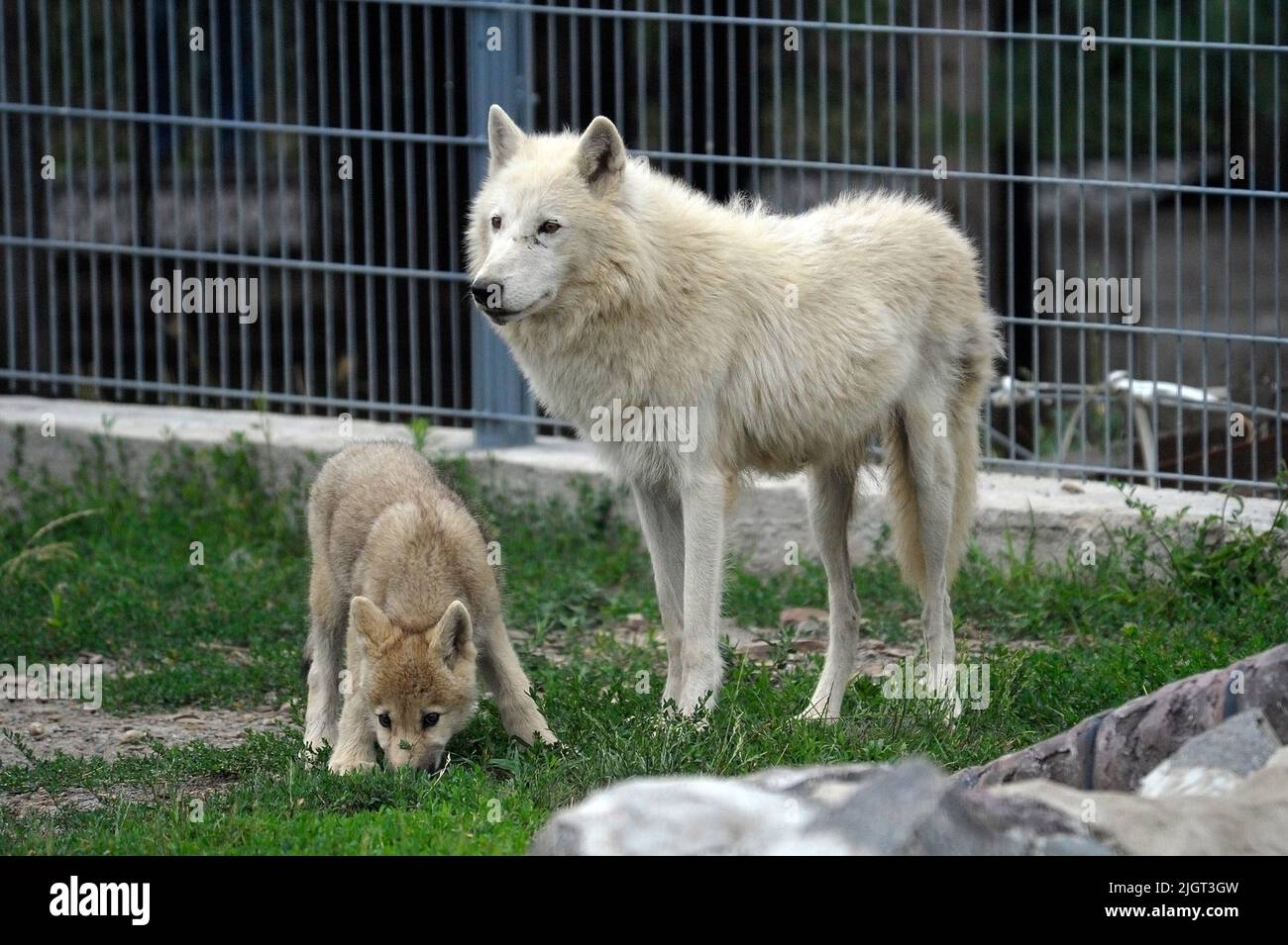 VINNYTSIA, UKRAINE - JULY 07, 2022 - An Arctic wolf is seen with their ...