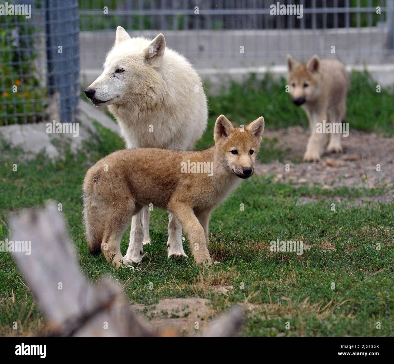 VINNYTSIA, UKRAINE - JULY 07, 2022 - An Arctic wolf is seen with their ...