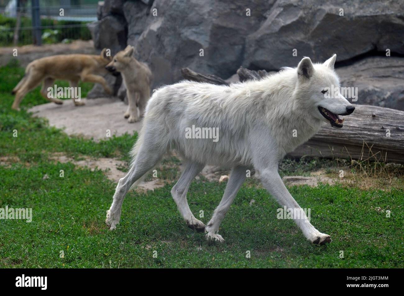 Russian Tundra Wolf