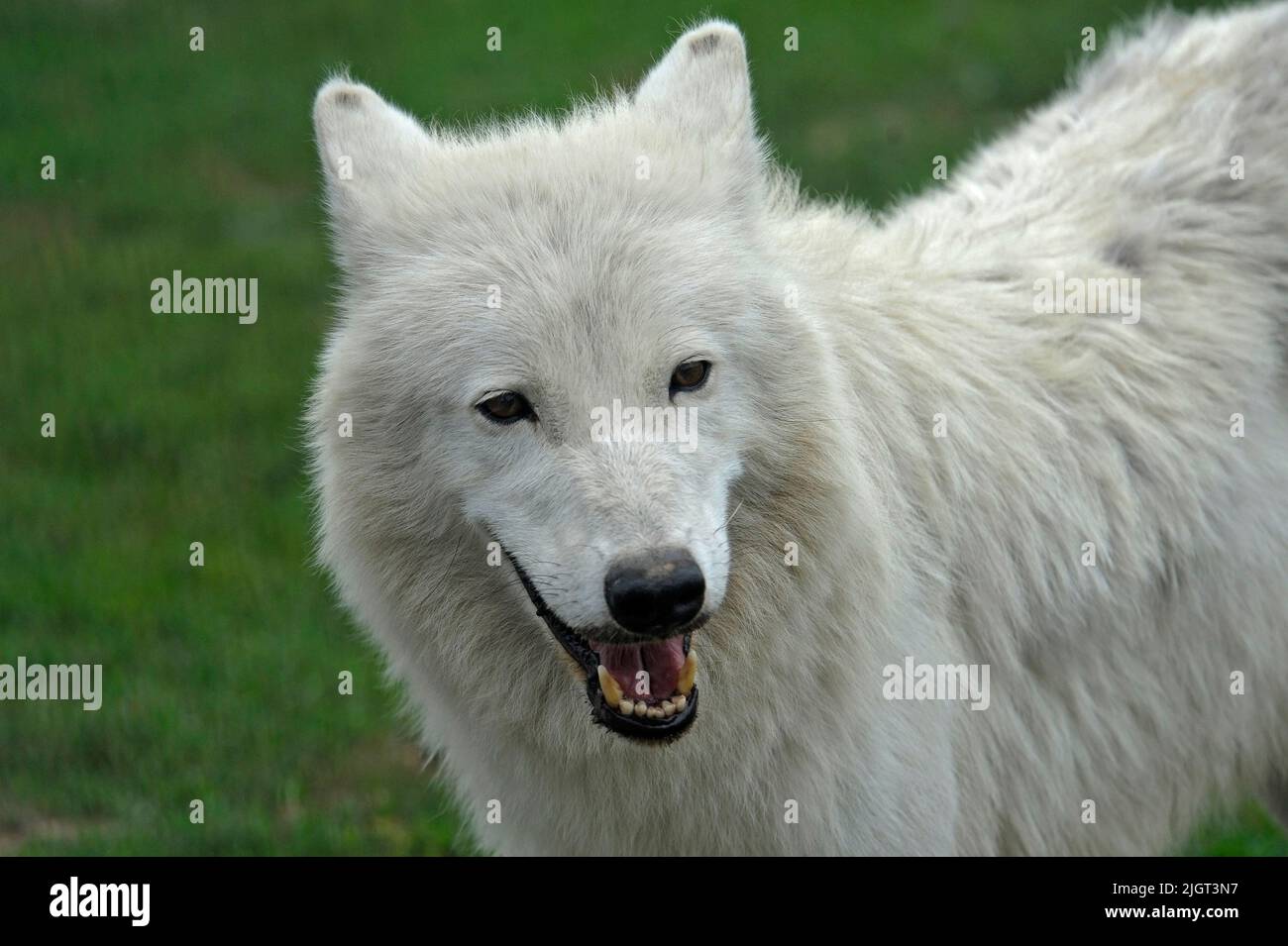White Wolf Pups With Blue Eyes