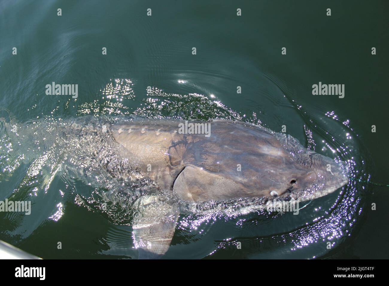 White Sturgeon In The Columbia River Stock Photo - Alamy