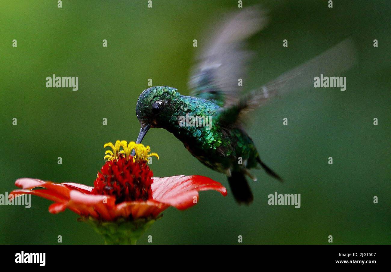 Valencia, Carabobo, Venezuela. 12th July, 2022. A hummingbird hovers ...