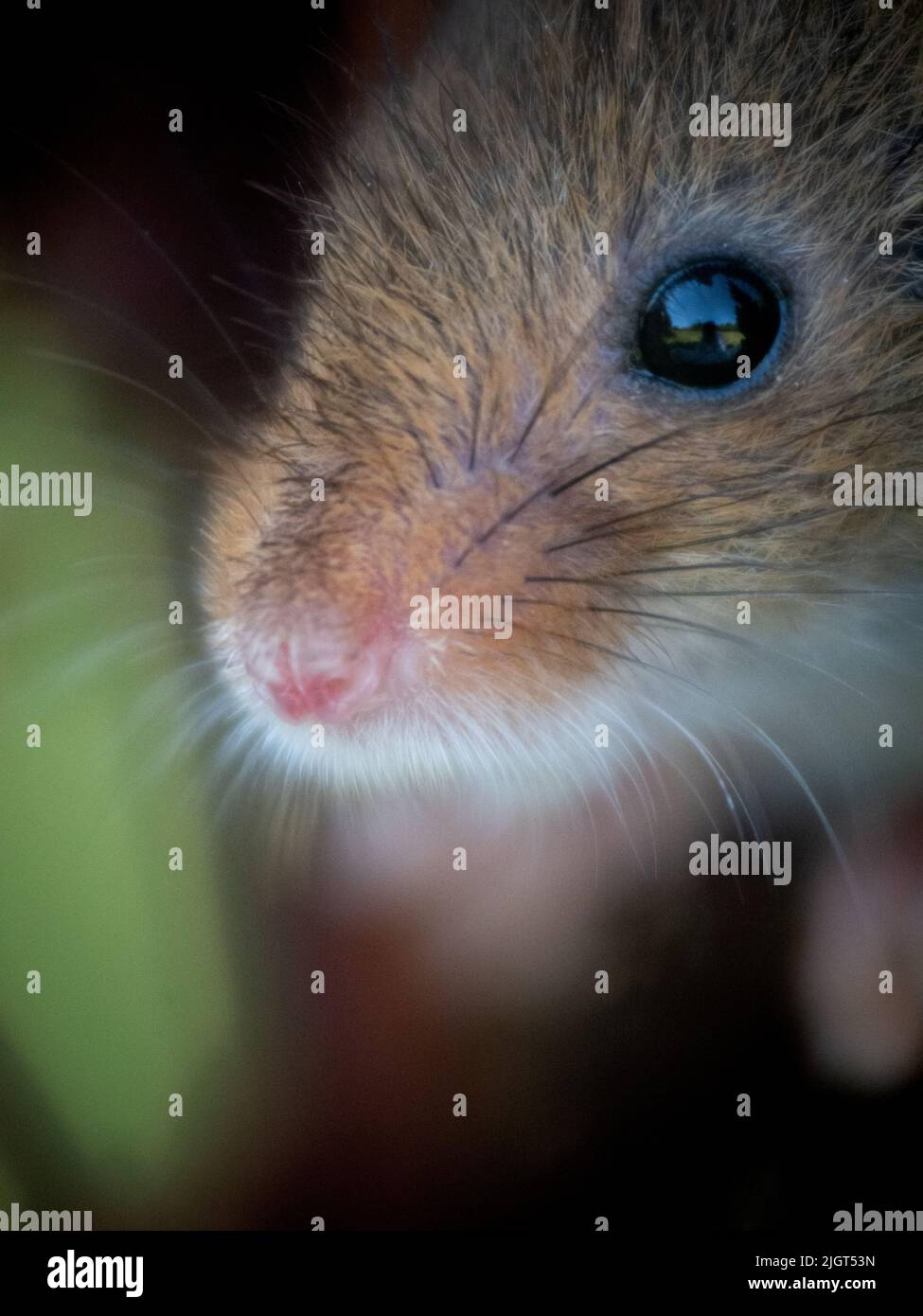 Mice harvest hi-res stock photography and images - Alamy