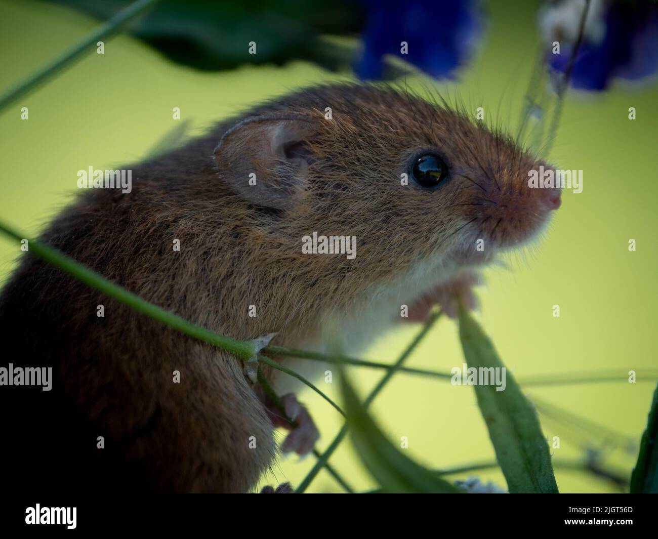 Harvest mice hi-res stock photography and images - Alamy