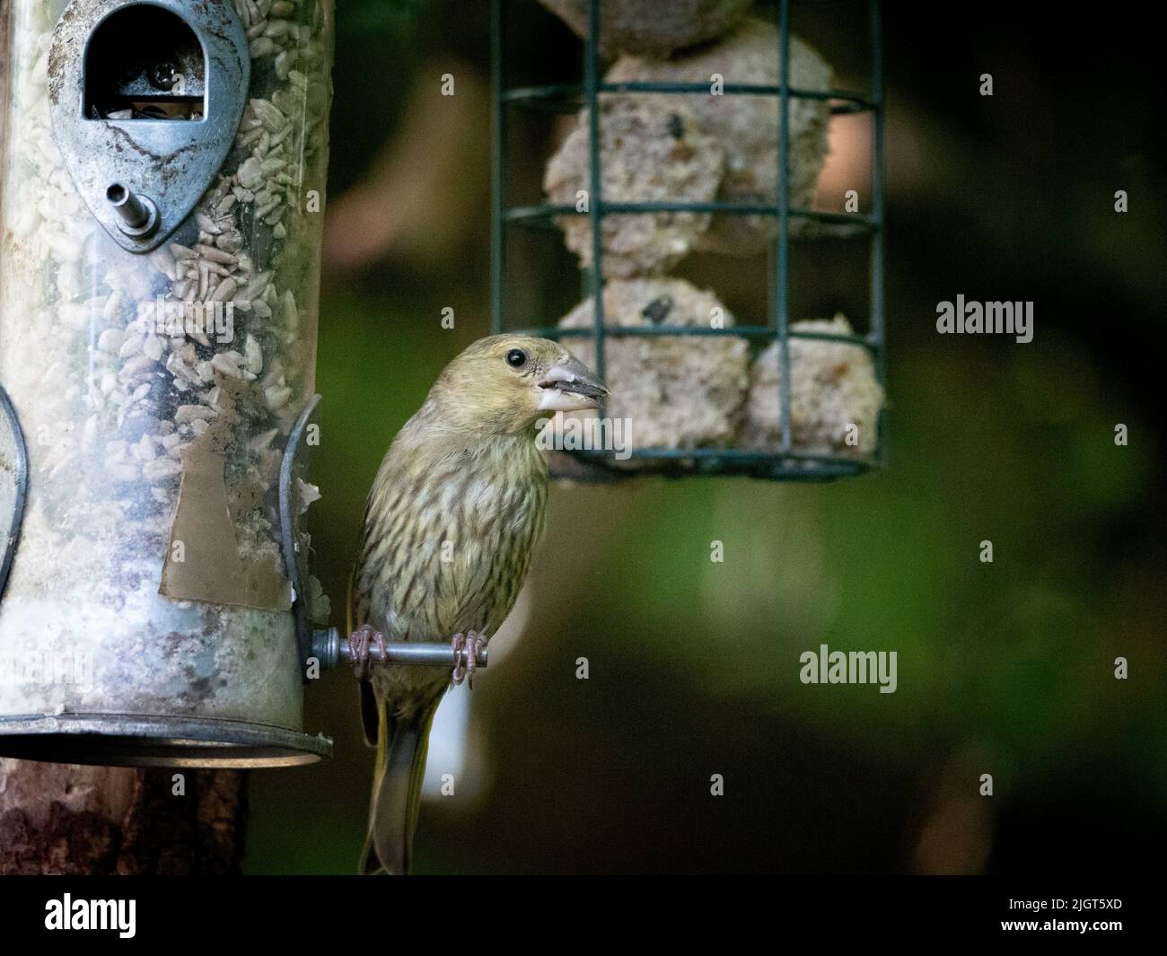 Female Greenfinch on feeders Stock Photo - Alamy