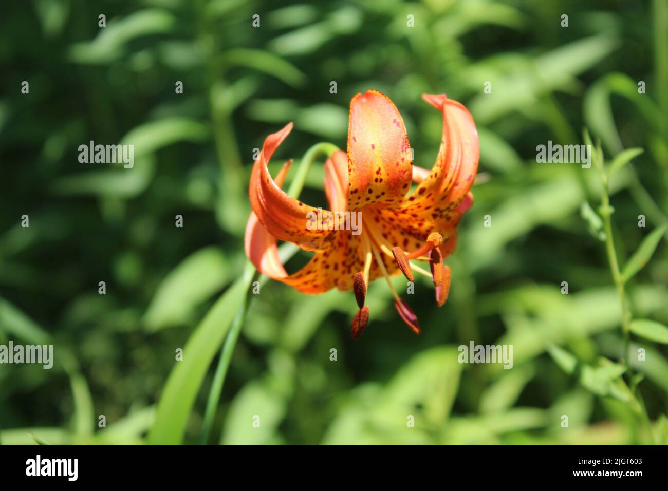 Michigan lily closeup at Miami Woods in Morton Grove, Illinois Stock ...
