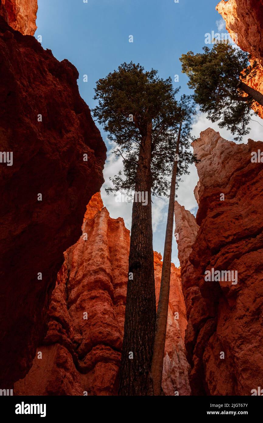Trees growing inside a canyon at Bryce Canyon National Park, Utah Stock ...