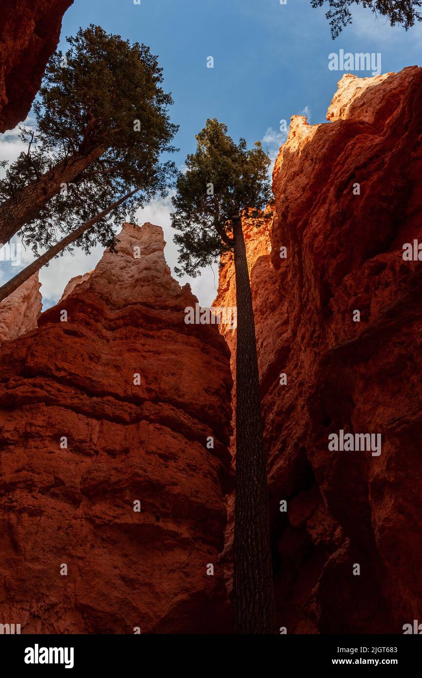 Trees growing inside a canyon at Bryce Canyon National Park, Utah Stock ...