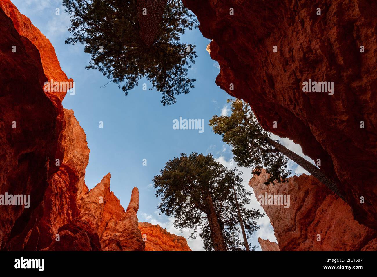Trees growing inside a canyon at Bryce Canyon National Park, Utah Stock ...