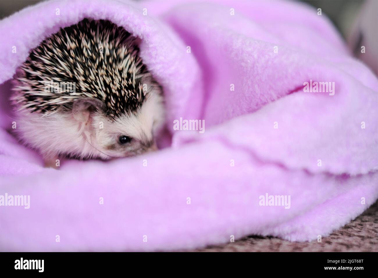 Angry hedgehog.Emotions of animals.hedgehog in a towel. African pygmy ...