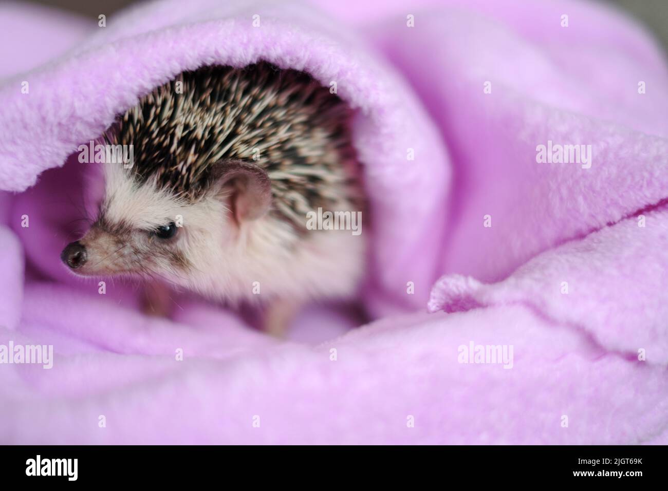 Angry hedgehog.Emotions of animals.hedgehog in a towel. African ...