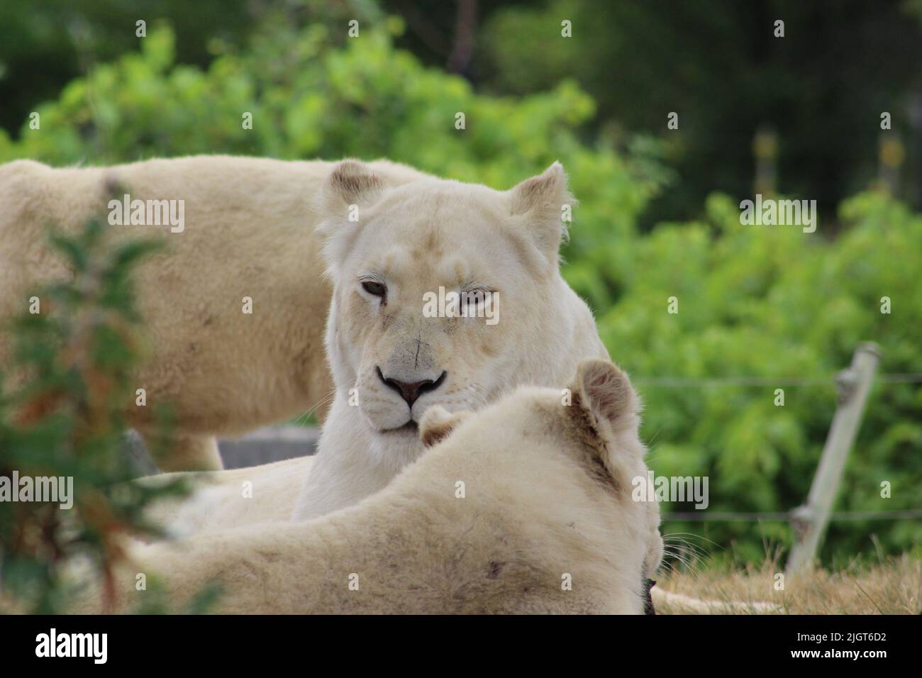 Lion Sitting Down In The Zoo Stock Photo - Alamy