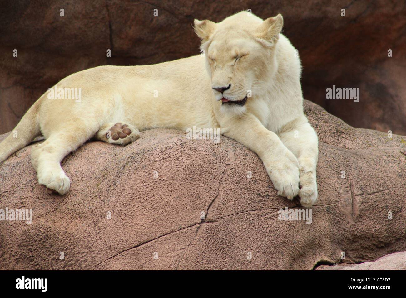 Lioness laying down in hi-res stock photography and images - Alamy