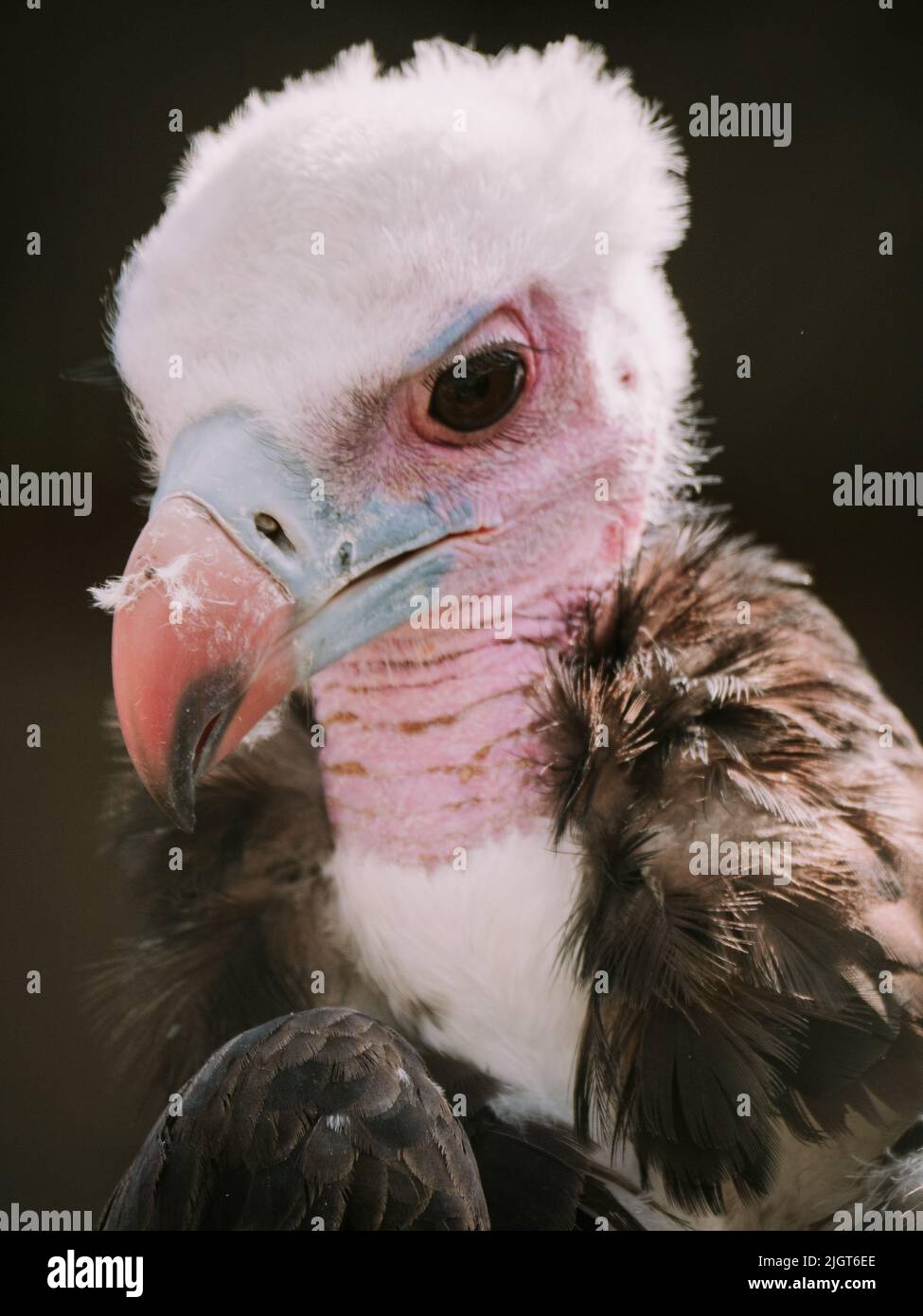 White Headed Vulture Stock Photo - Alamy