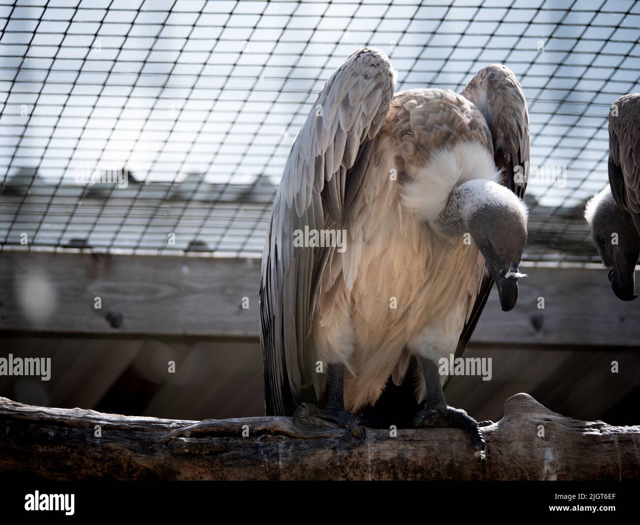 Cape vulture griffon gyps hi-res stock photography and images - Alamy