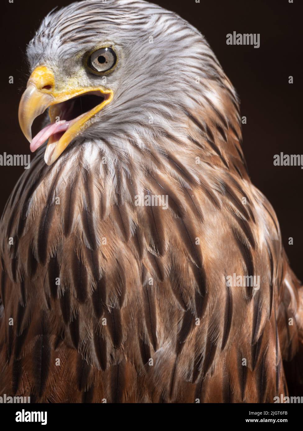 Red kite head shot hi-res stock photography and images - Alamy