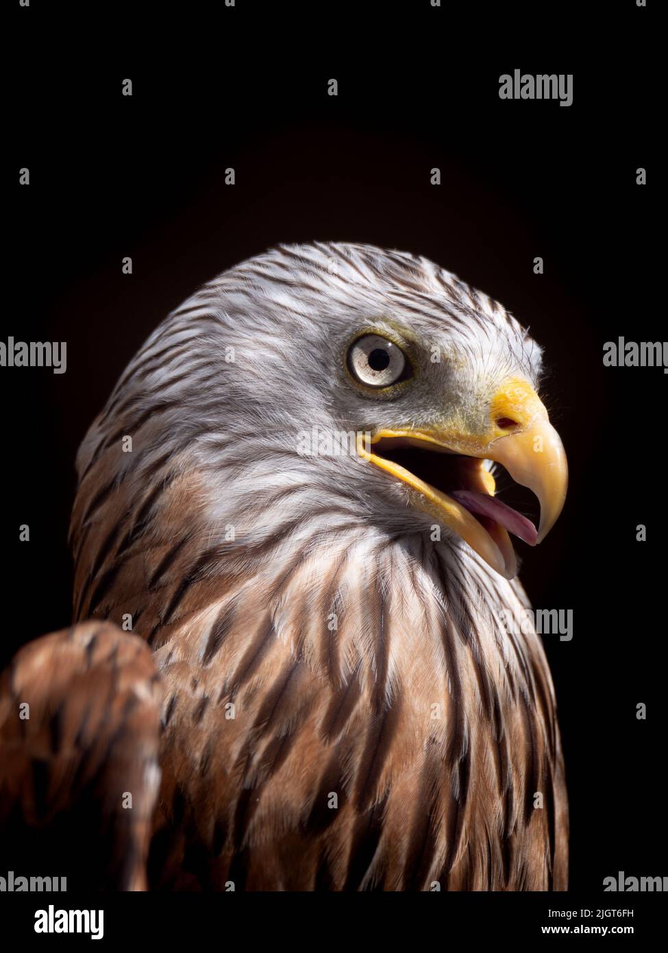 Red kite head shot hi-res stock photography and images - Alamy