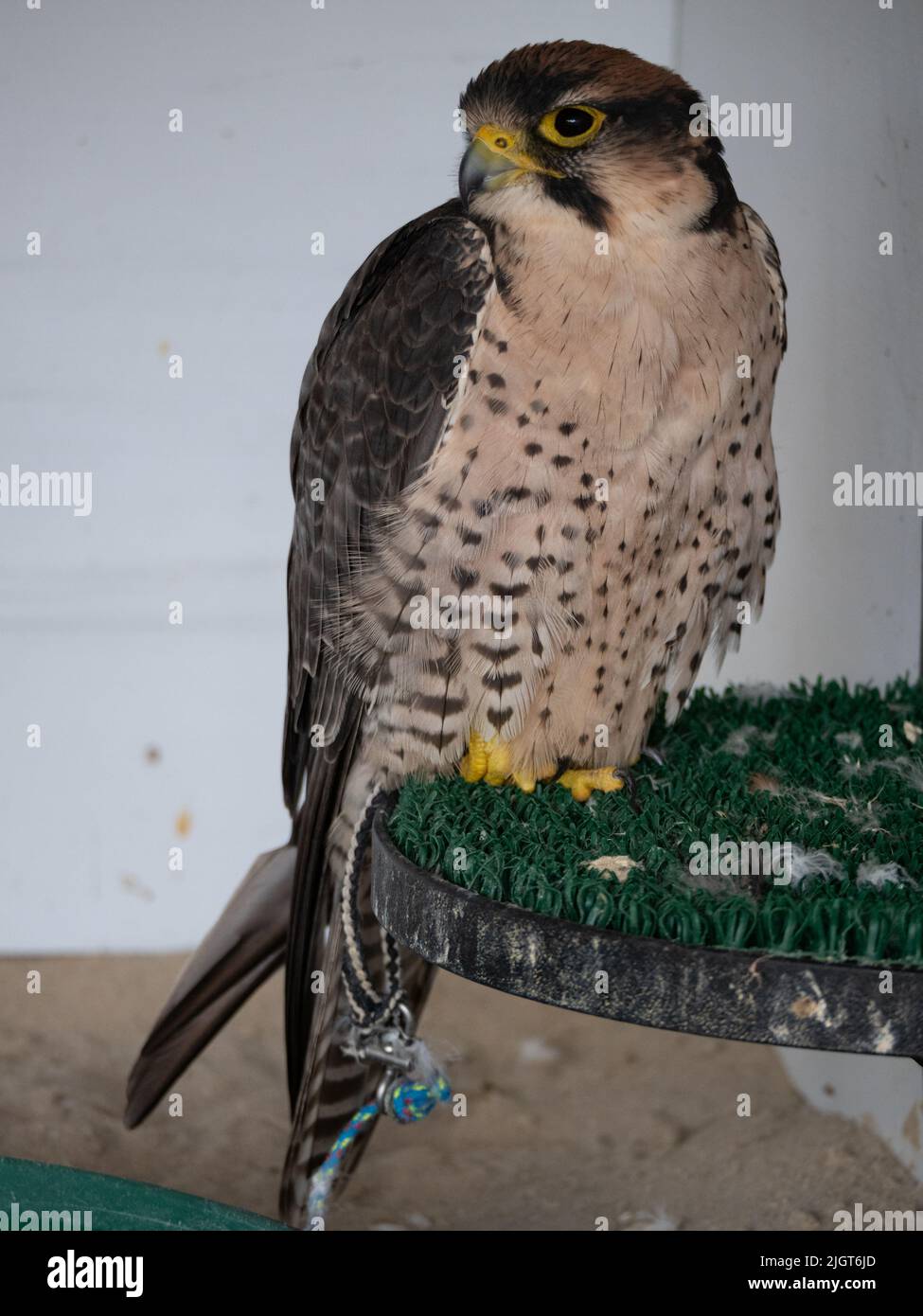 Hybrid Peregrine Falcon Stock Photo - Alamy