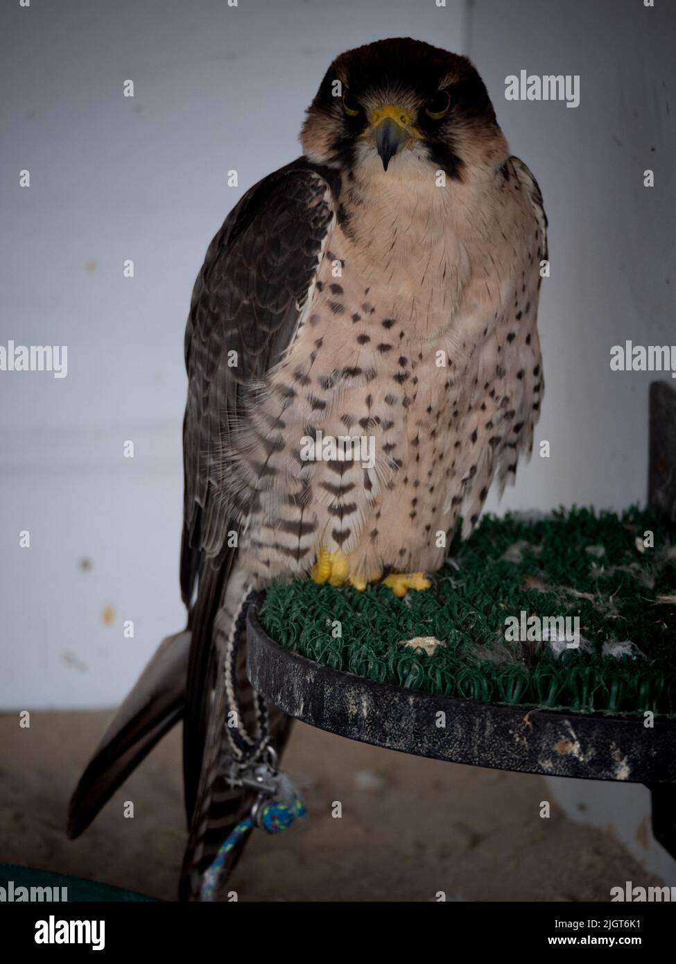 Hybrid Peregrine Falcon Stock Photo - Alamy