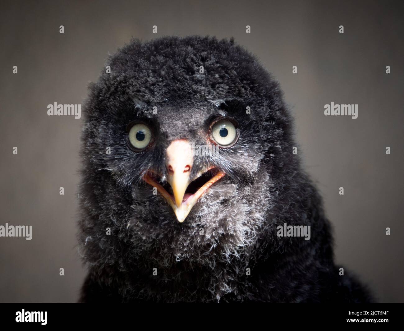 Baby owlet fluffy eagle owl hi-res stock photography and images - Alamy