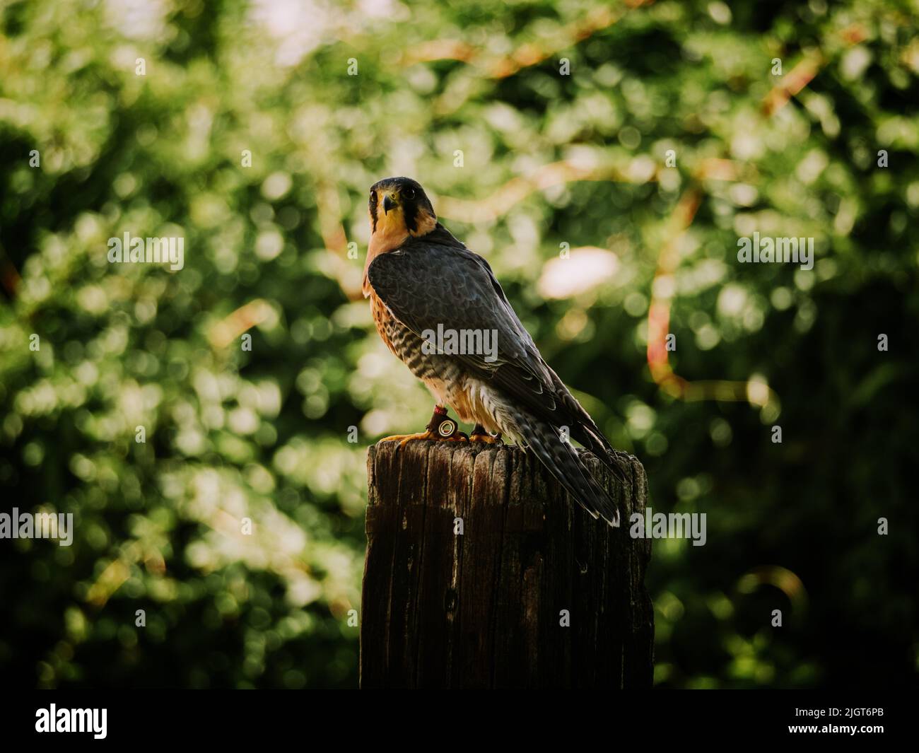 Hybrid Peregrine Falcon Stock Photo - Alamy