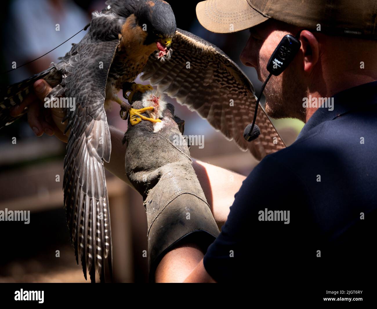 Hybrid Peregrine Falcon Stock Photo - Alamy