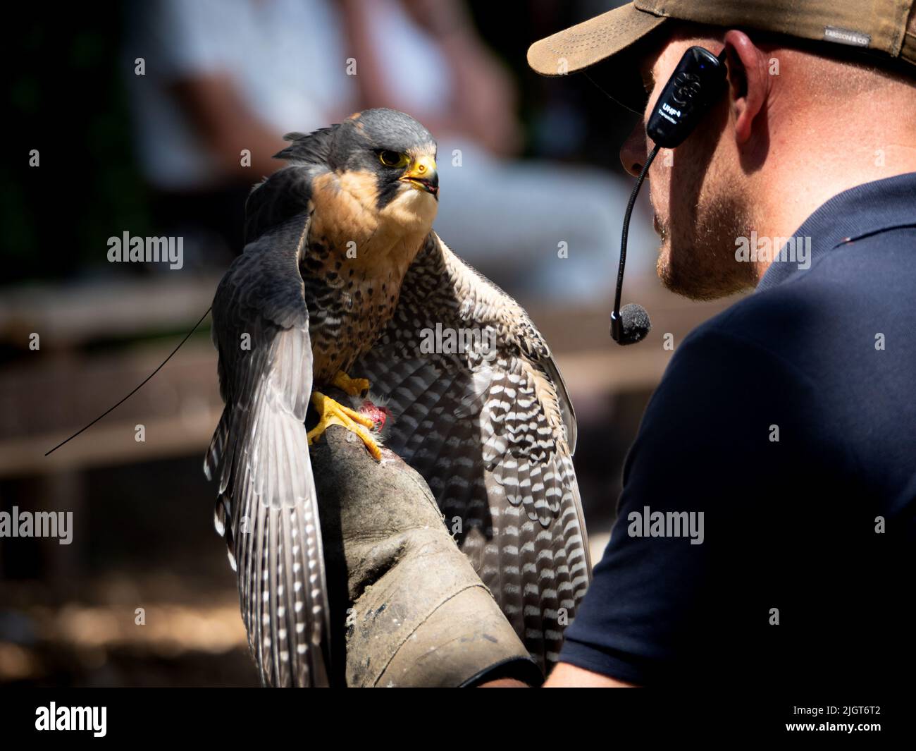 Hybrid Peregrine Falcon Stock Photo - Alamy