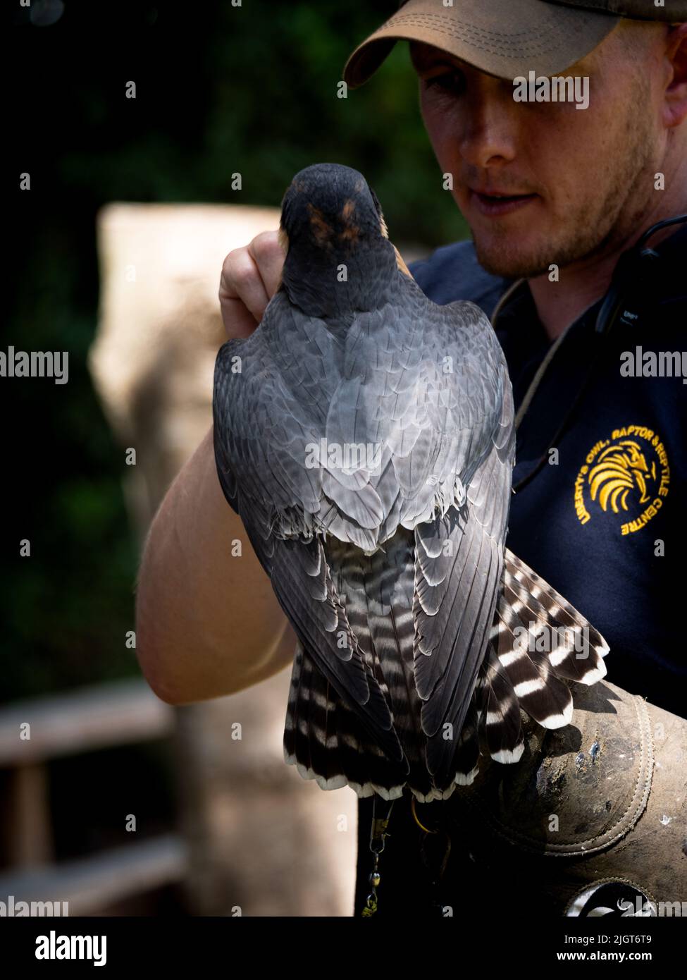 Hybrid Peregrine Falcon Stock Photo - Alamy
