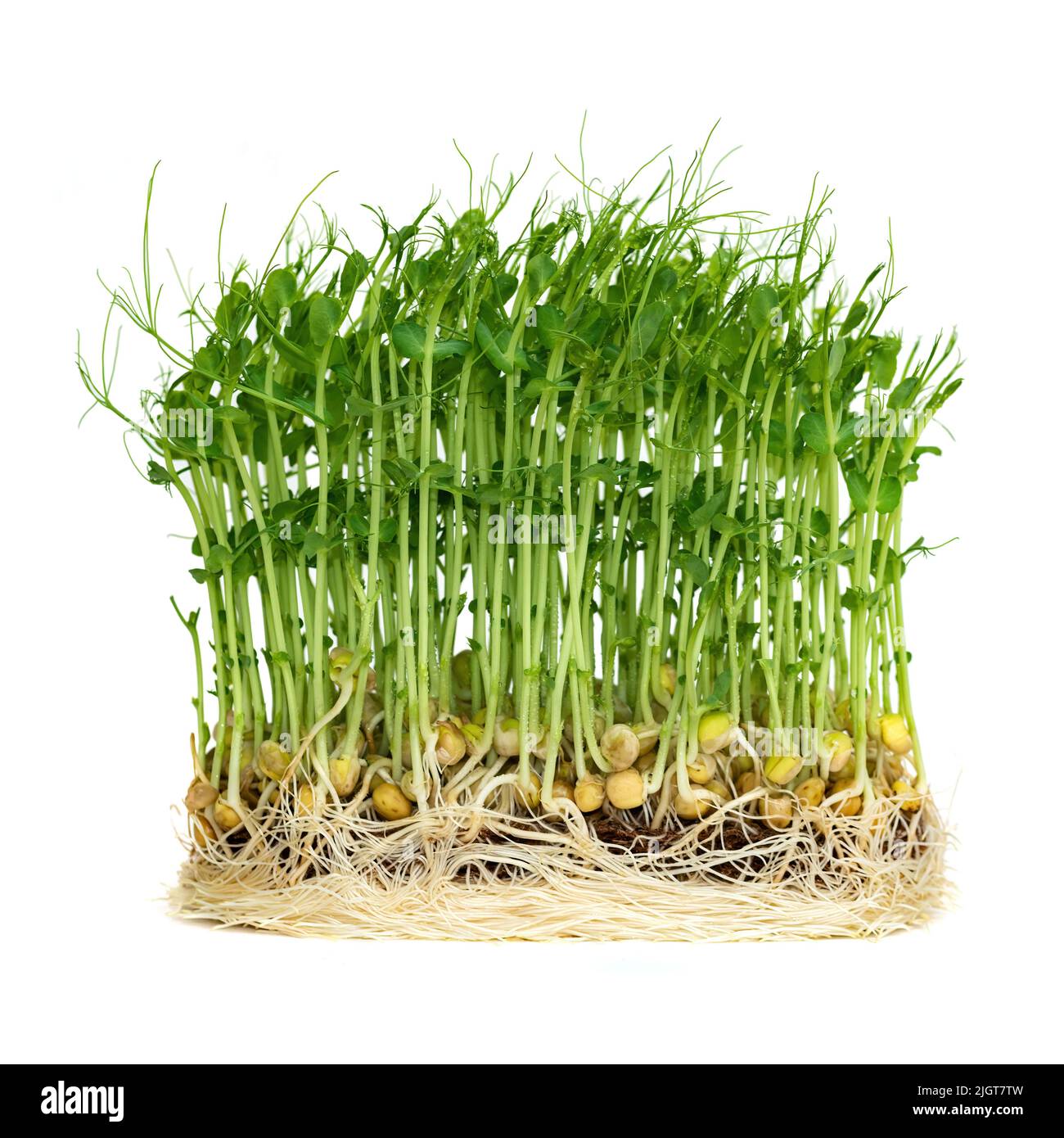 Micro greens peas sprouts isolated on white background. The concept of ...