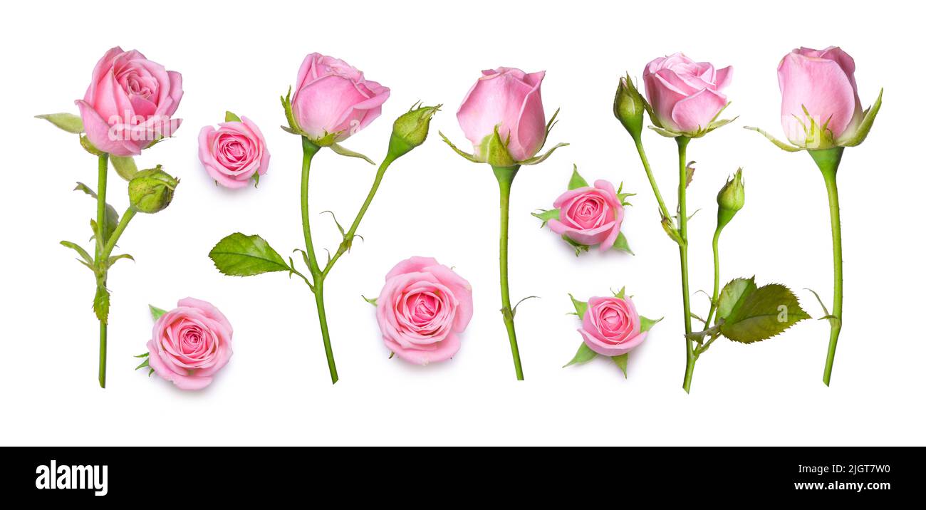 Set os pink roses isolated on a white background. Flat lay design, view ...